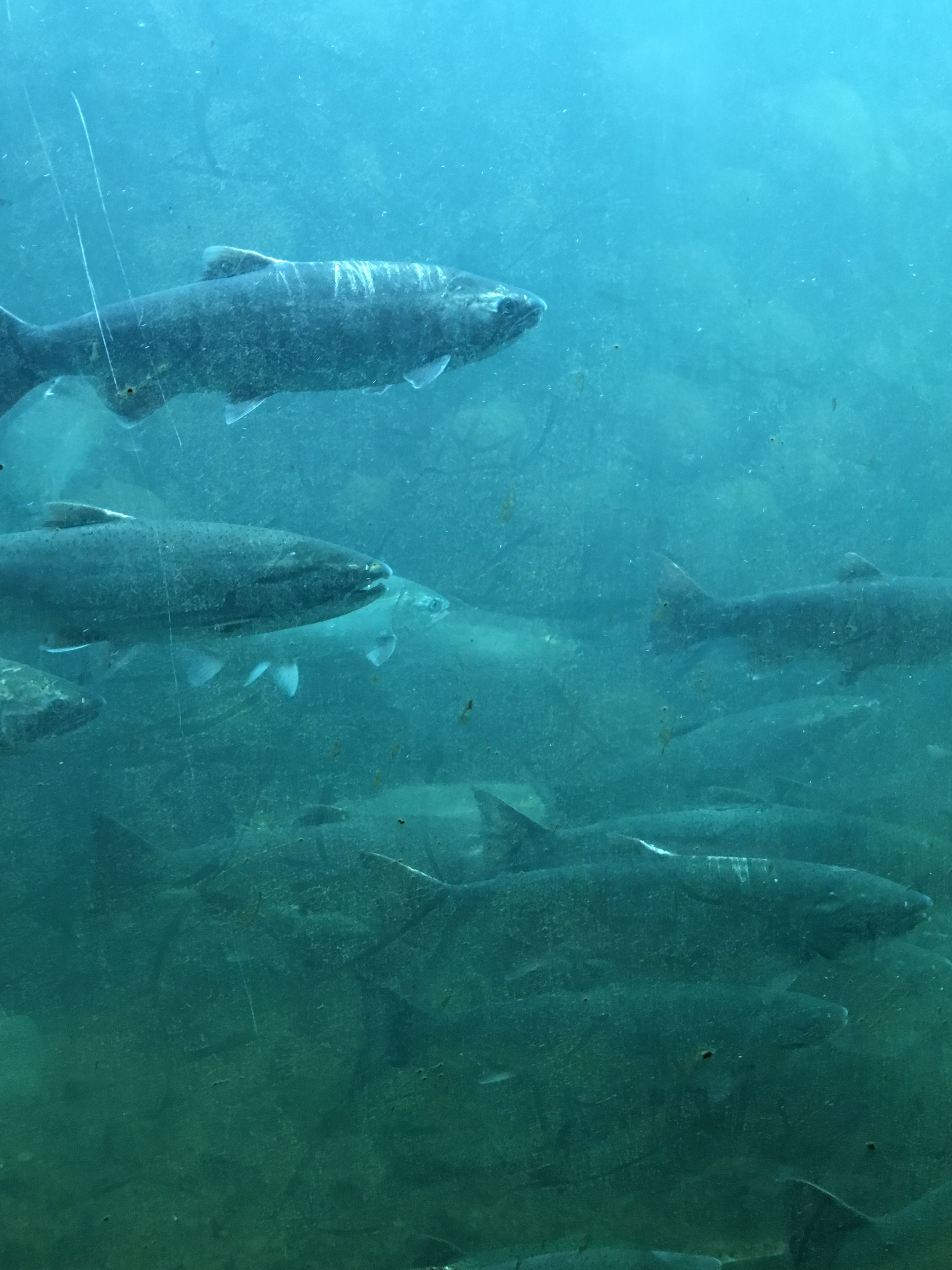 Evermost – Plan the West